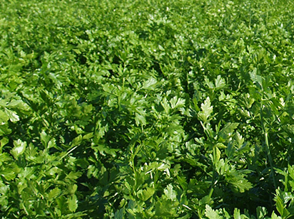 FMC Agricultural Solutions Finland - Centium ® 36 CS poikkeusluva ...